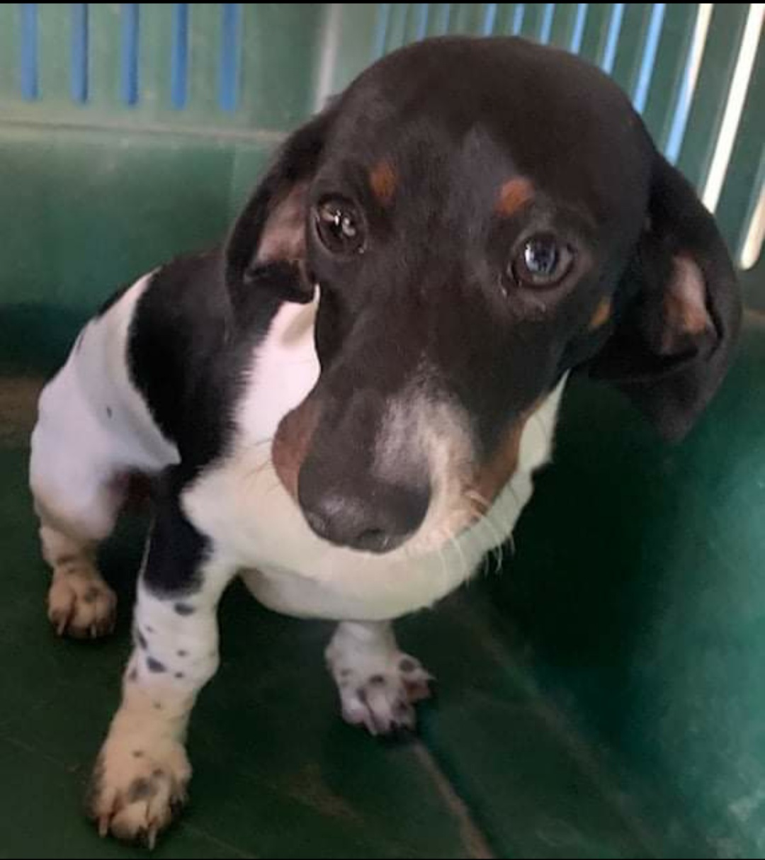 Ticonderoga NY Dog & Animal Control - Town of Ticonderoga